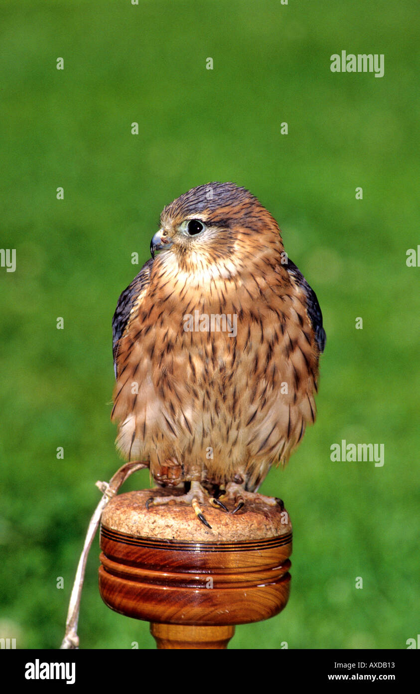 Merlin Falco columbarius ON THE BLOCK Stock Photo - Alamy