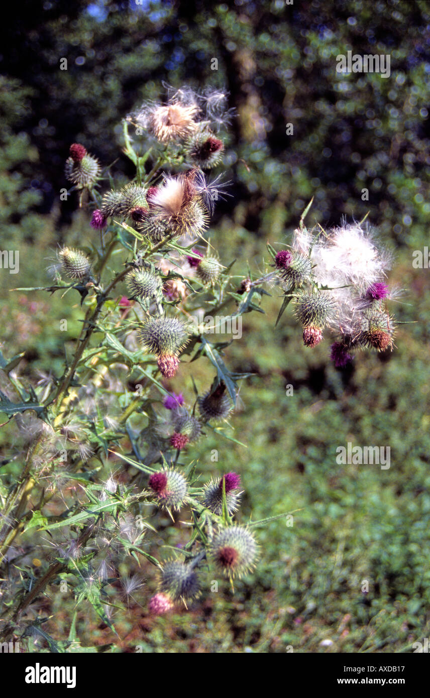 Common thistle. Cirsium vulgare Stock Photo - Alamy
