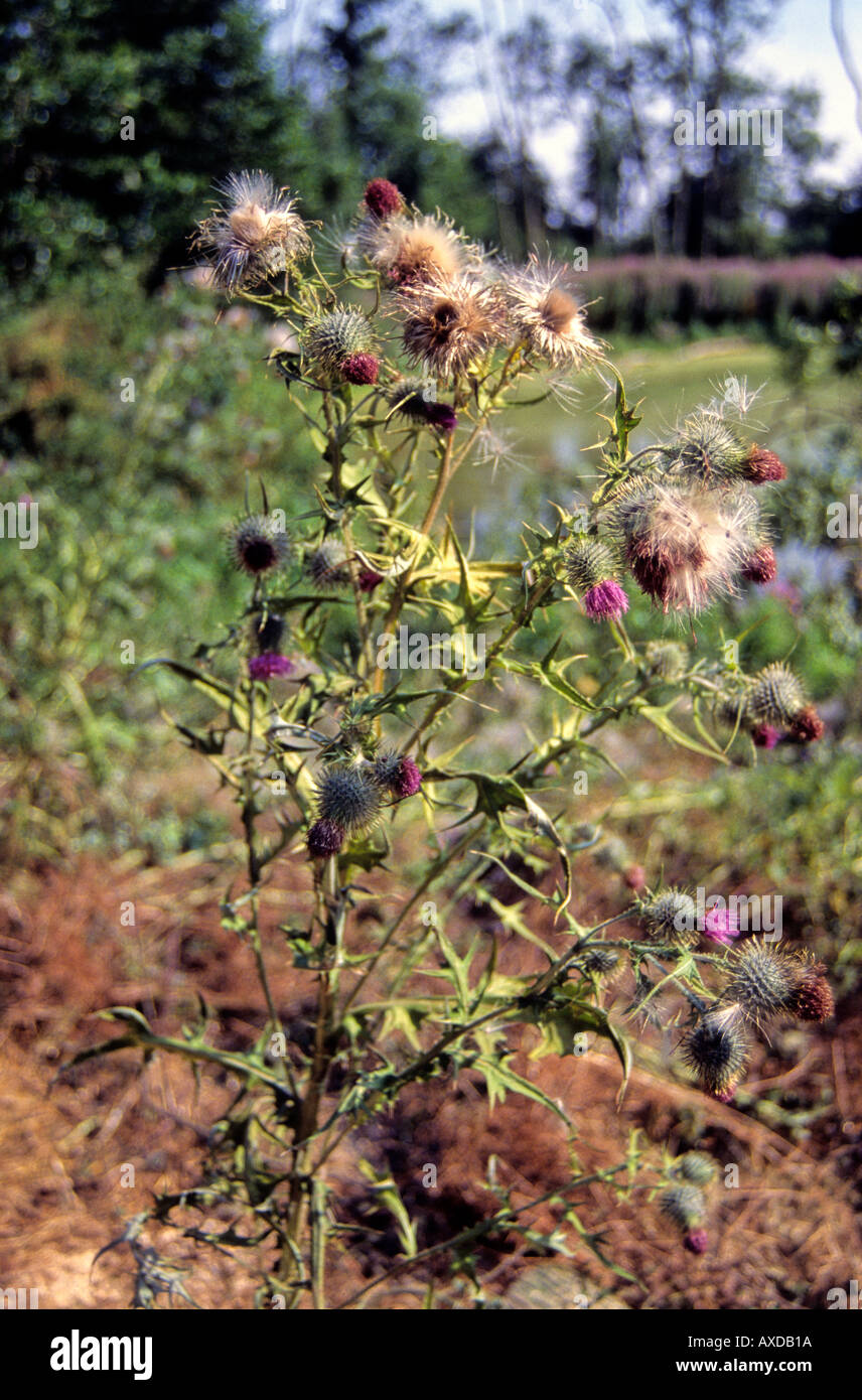 Common thistle. Cirsium vulgare Stock Photo - Alamy