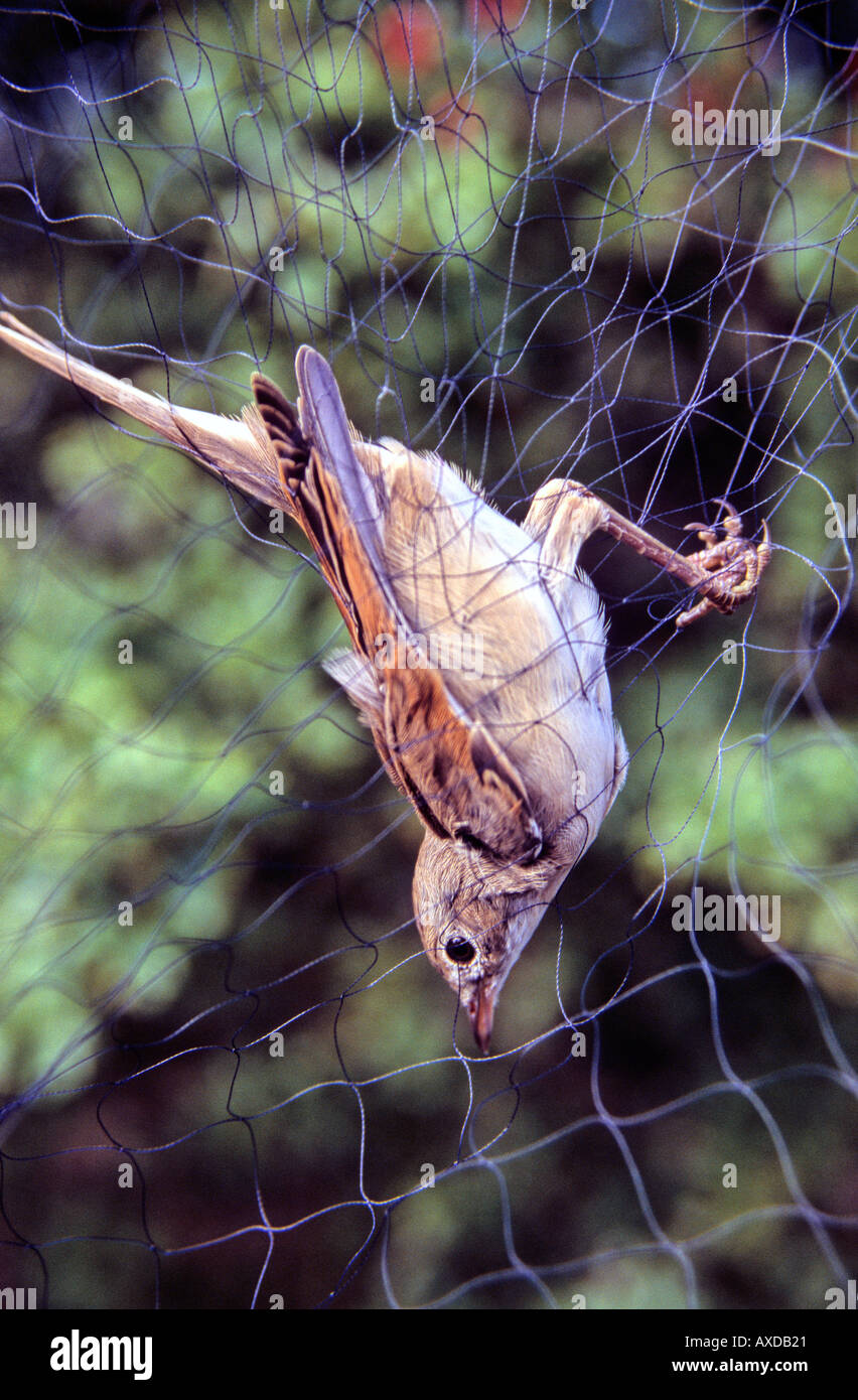 Banding mist net hi-res stock photography and images - Alamy