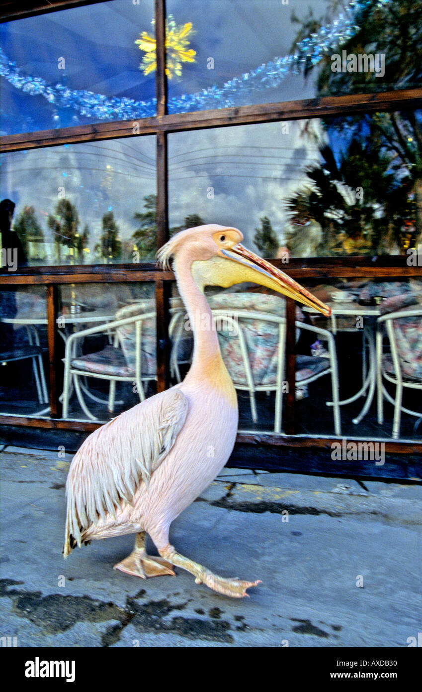 The Famous Paphos Pelican. Cyprus Stock Photo - Alamy