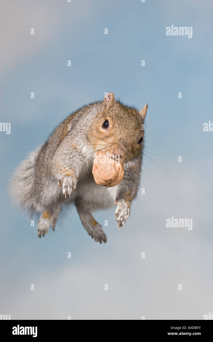Grey squirrel front view hi-res stock photography and images - Alamy
