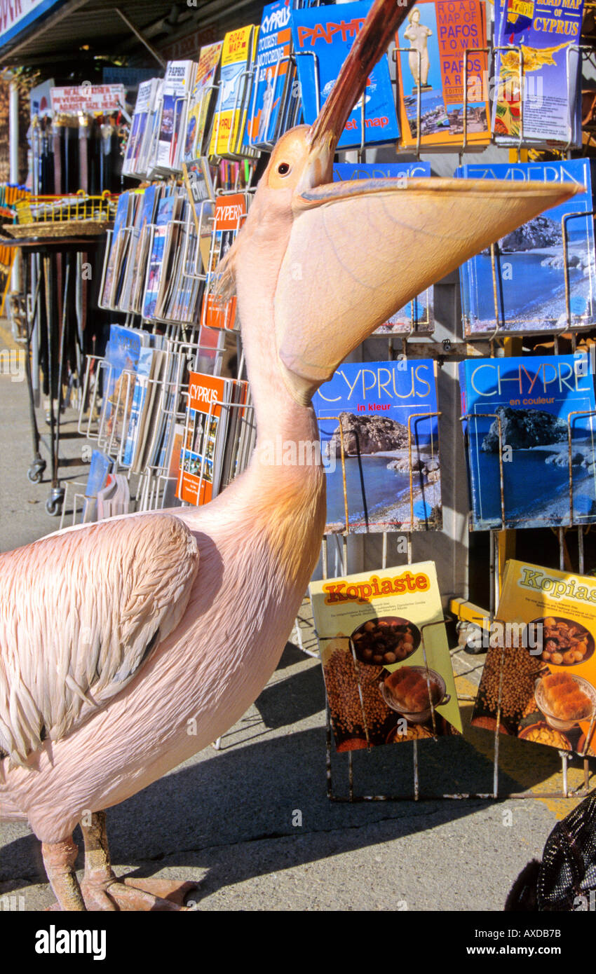 The Famous Paphos Pelican. Cyprus Stock Photo - Alamy