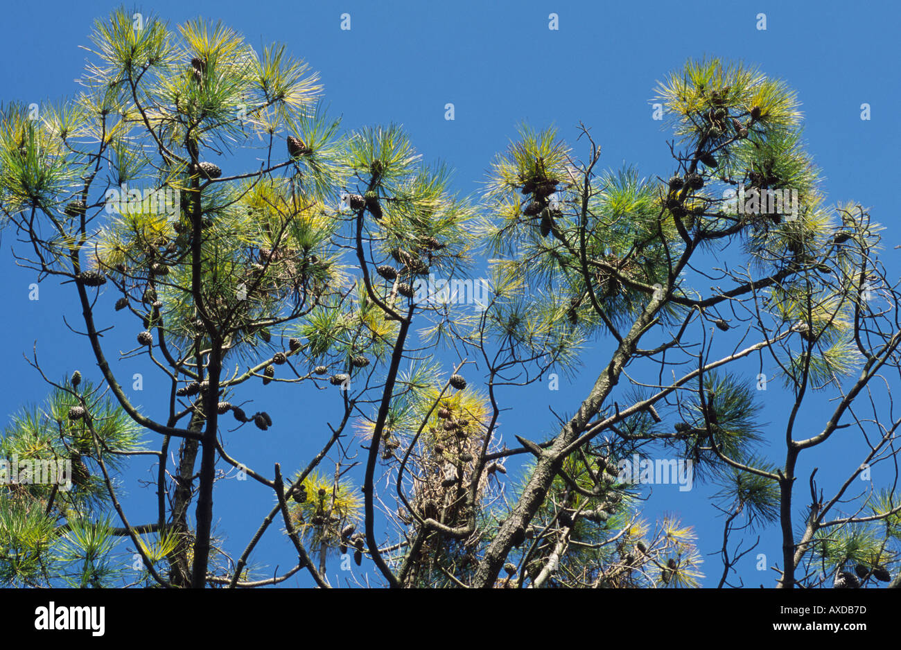 Conifer tree, UK Stock Photo - Alamy