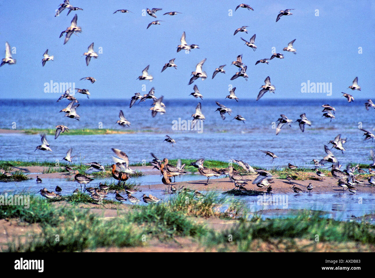 Flocks of waders in flight Stock Photo - Alamy