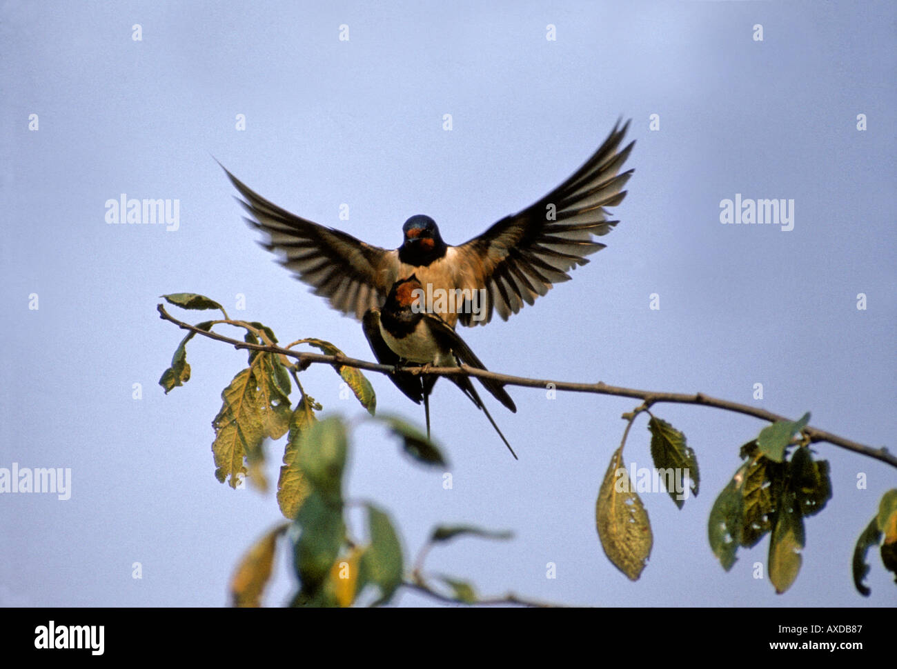 Swallow Hirundo rustica MATING ON A BRANCH Stock Photo - Alamy