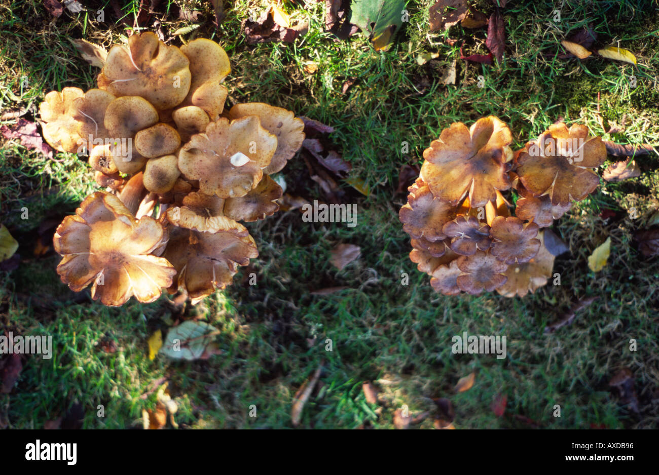 Clump of autumn toadstools, England UK Stock Photo - Alamy