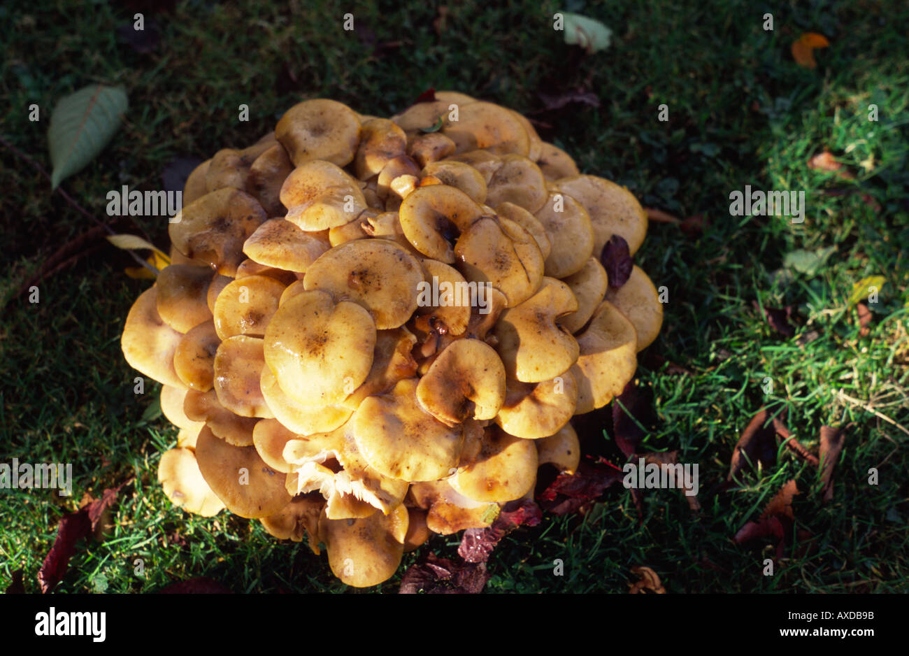 Clump of autumn toadstools, England UK Stock Photo - Alamy