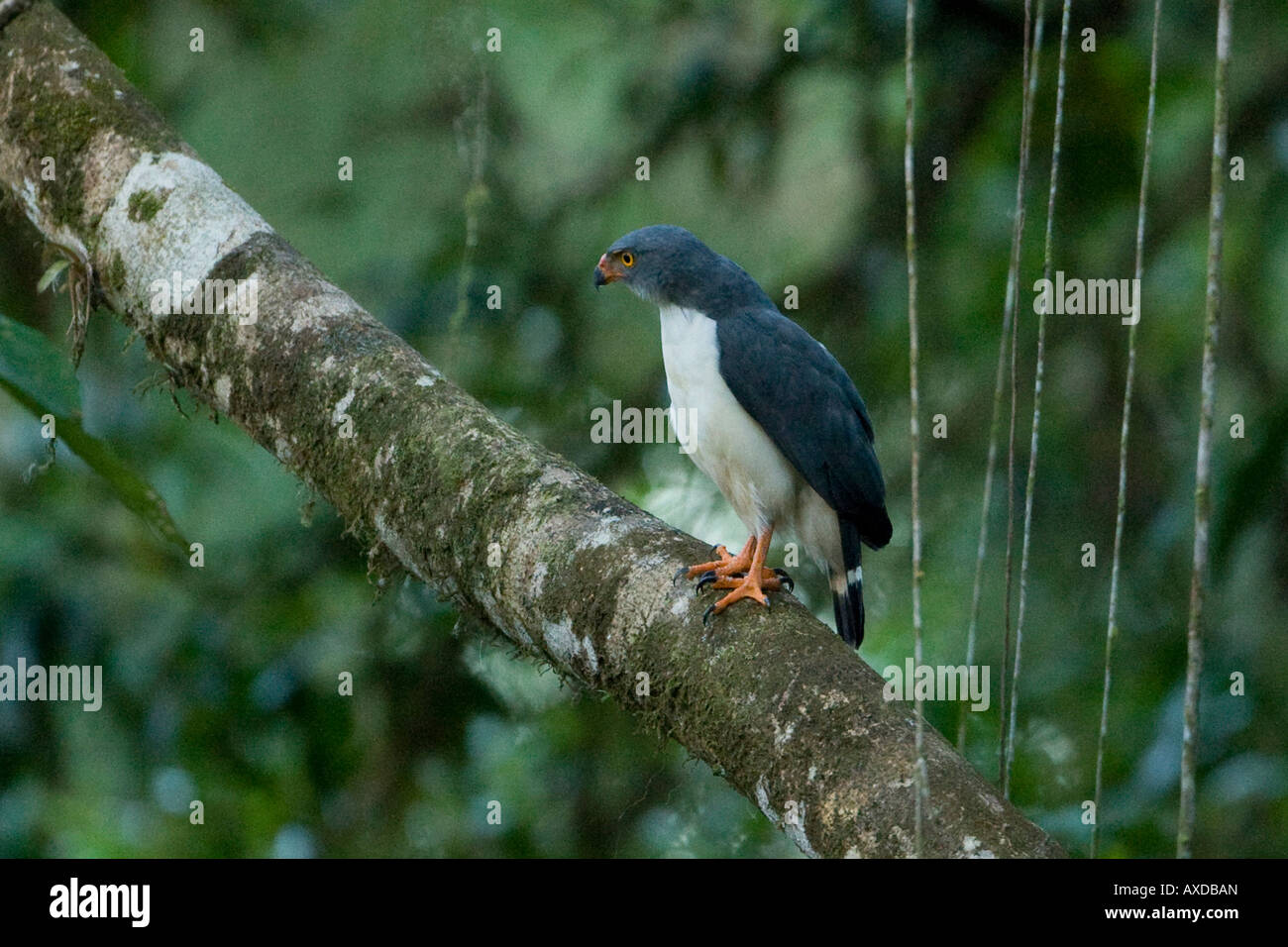 Semiplumbeous hawk hi-res stock photography and images - Alamy