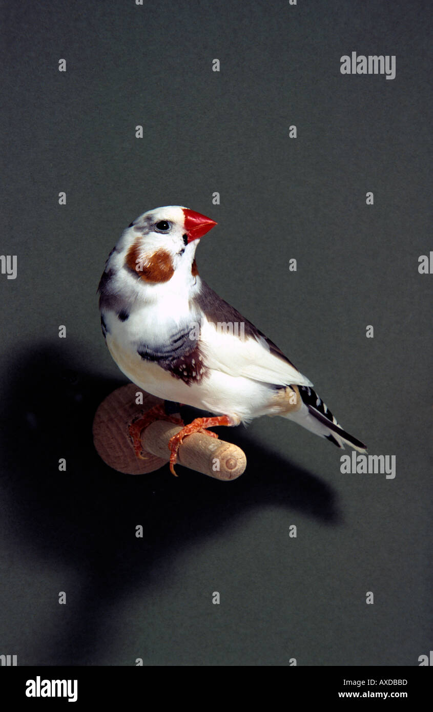 Pied Zebra Finch Stock Photo - Alamy