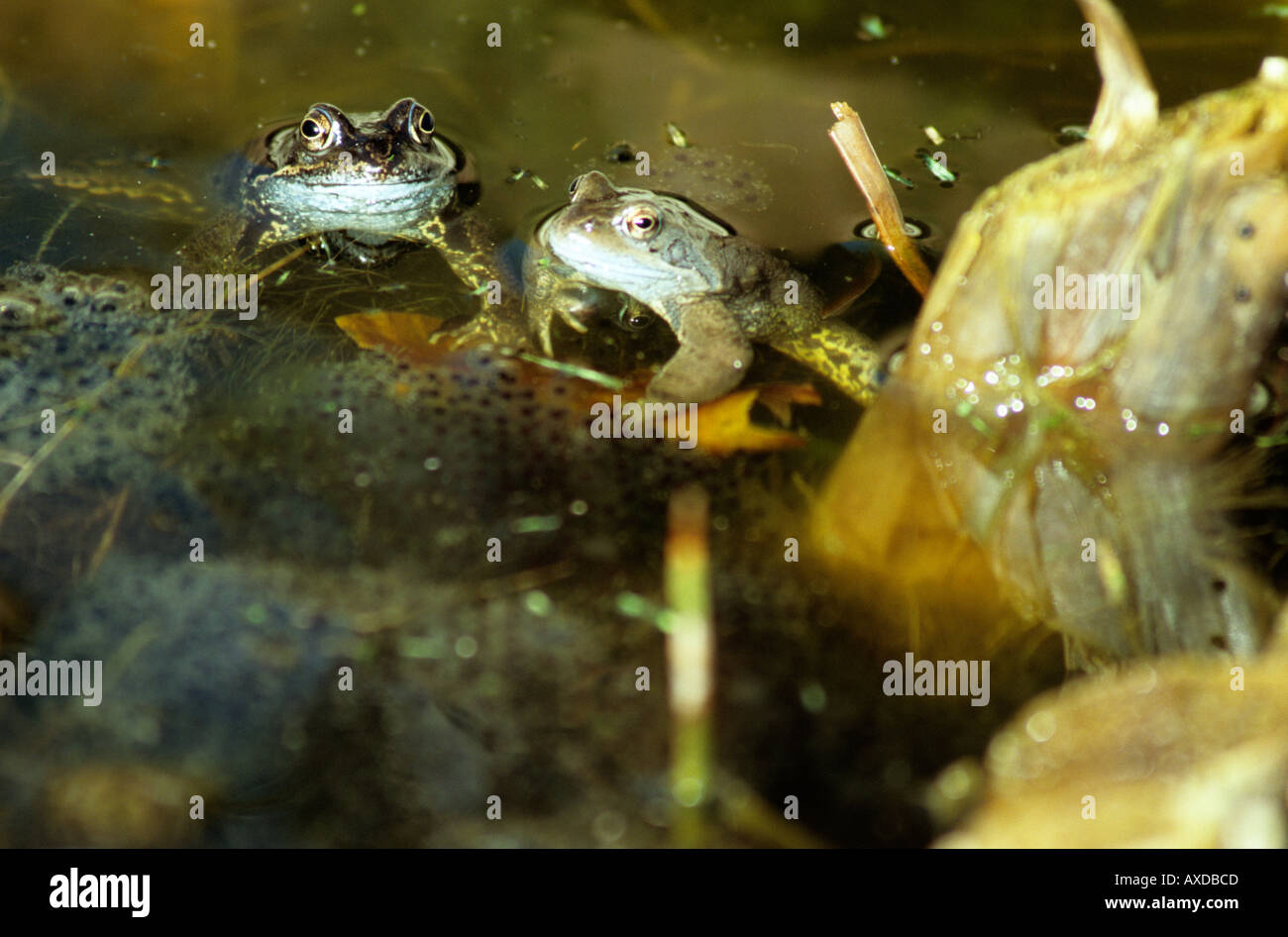 Common Frogs in frog spawn. Amphibians.Ponds Stock Photo - Alamy