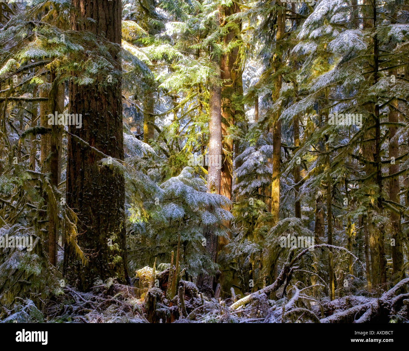 Forest landscape on Mount Rainier sunlight through the canopy on fir ...
