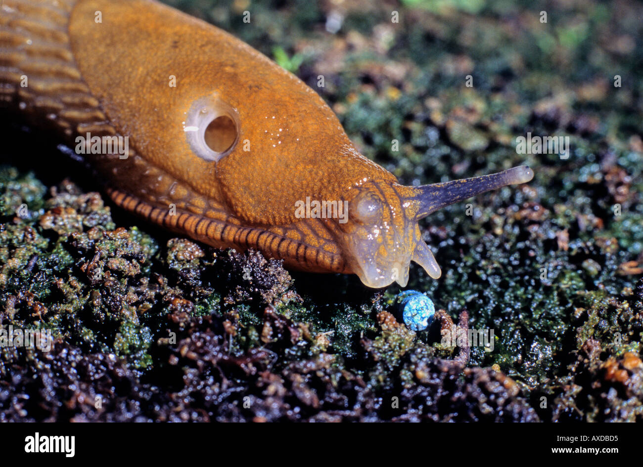 slug eating a blue slug pellet Stock Photo - Alamy