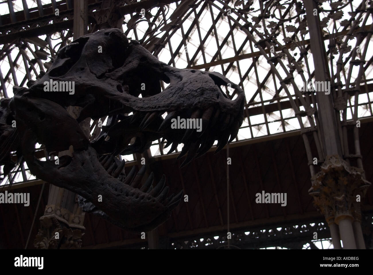 Oxford University Museum of Natural History including the Pitt Rivers ...