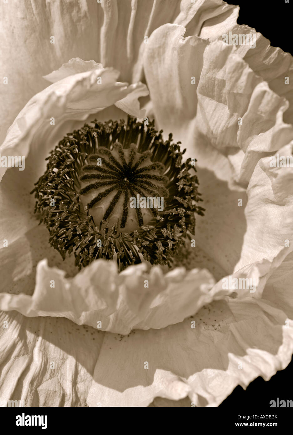 Sepia fine art flower hi-res stock photography and images - Alamy
