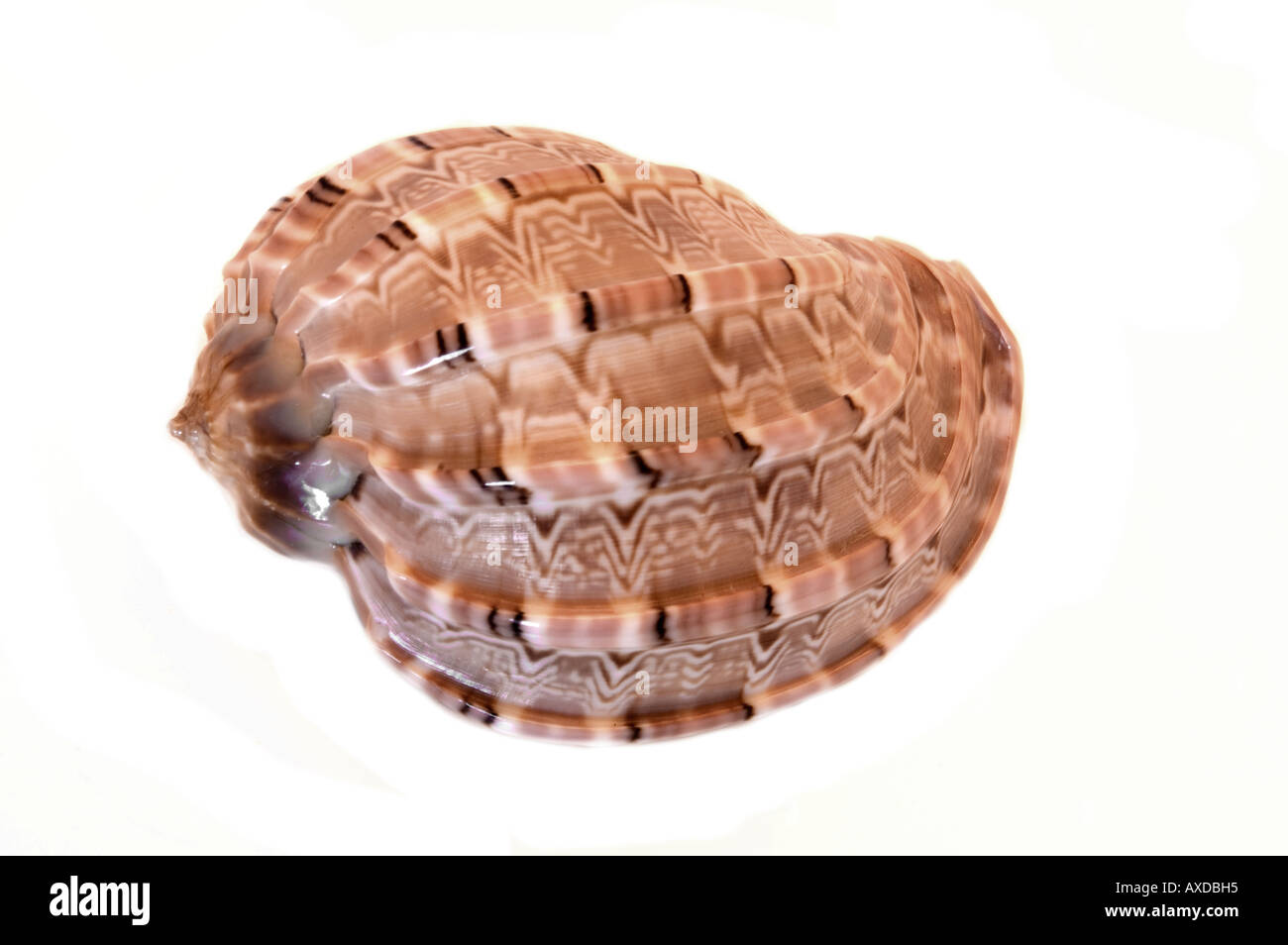 shell in a white background Stock Photo - Alamy