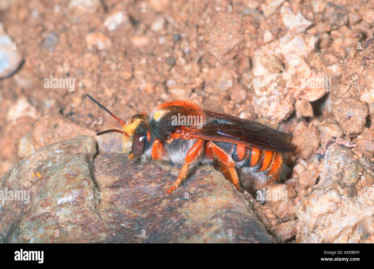 Spotted Red-resin Bee, Rhodanthidium sticticum. On ground Stock Photo ...