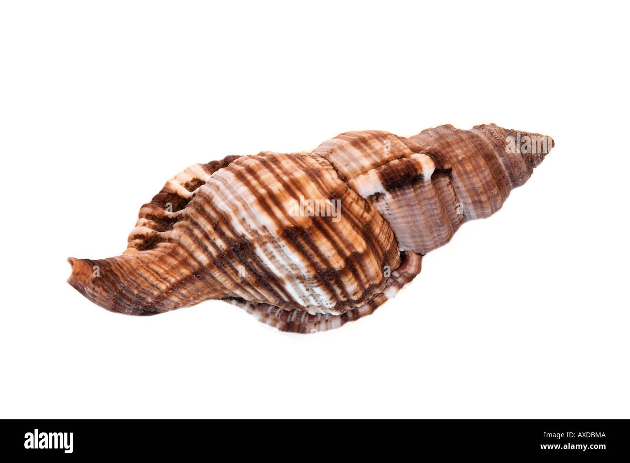 shell in a white background Stock Photo - Alamy