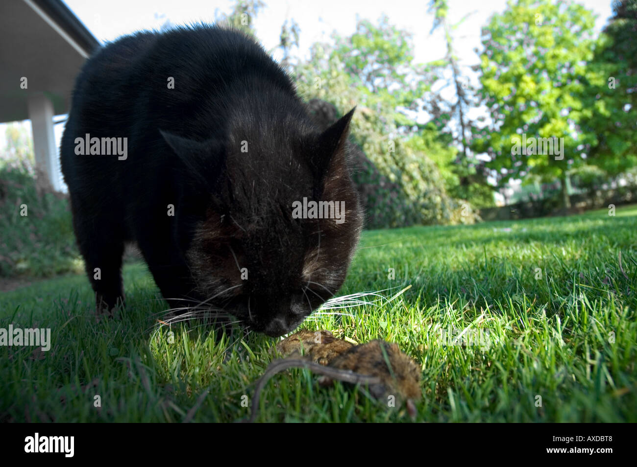 Black cat playing with a mouse hi-res stock photography and images - Alamy