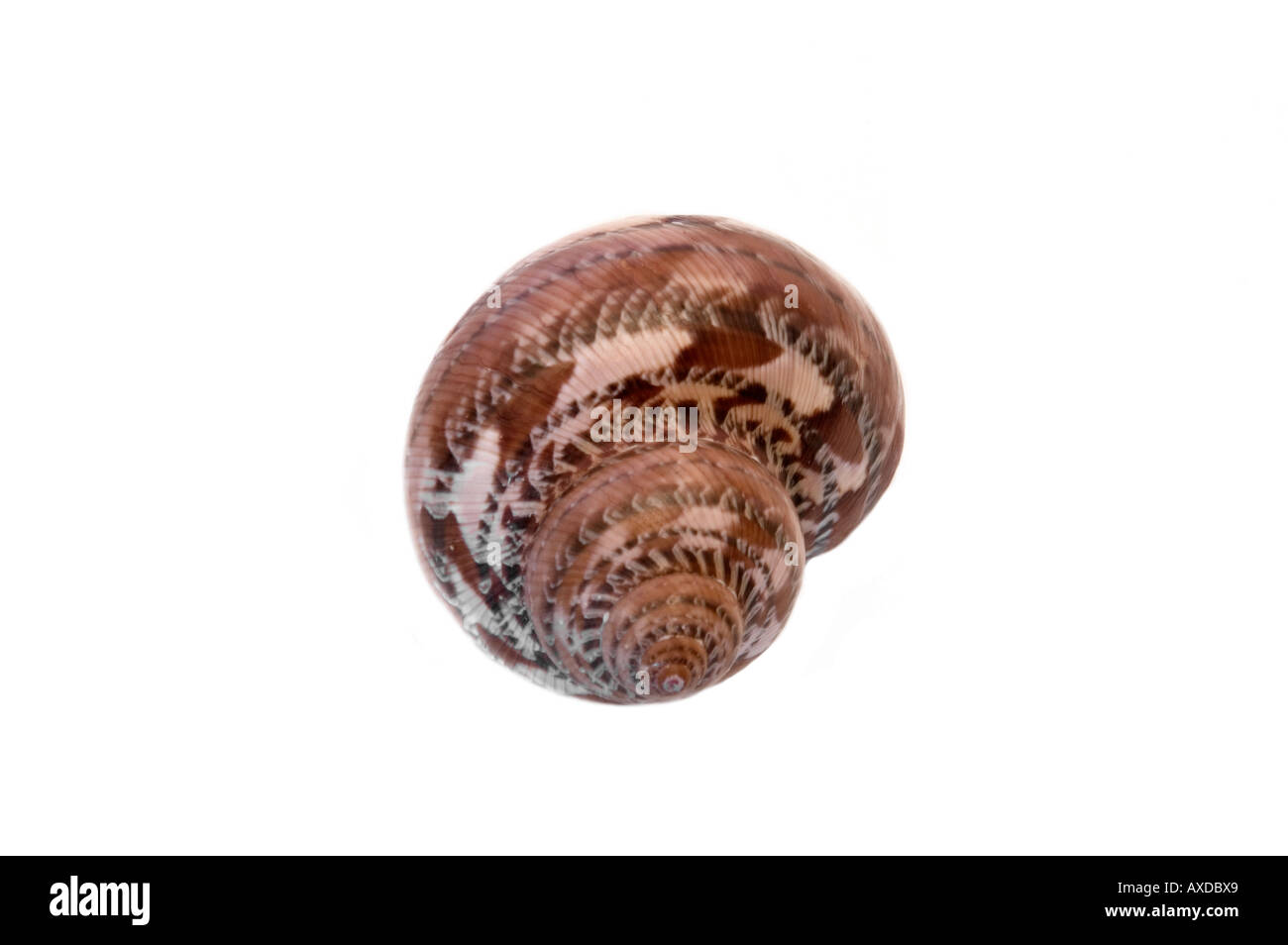 shell white background Stock Photo - Alamy