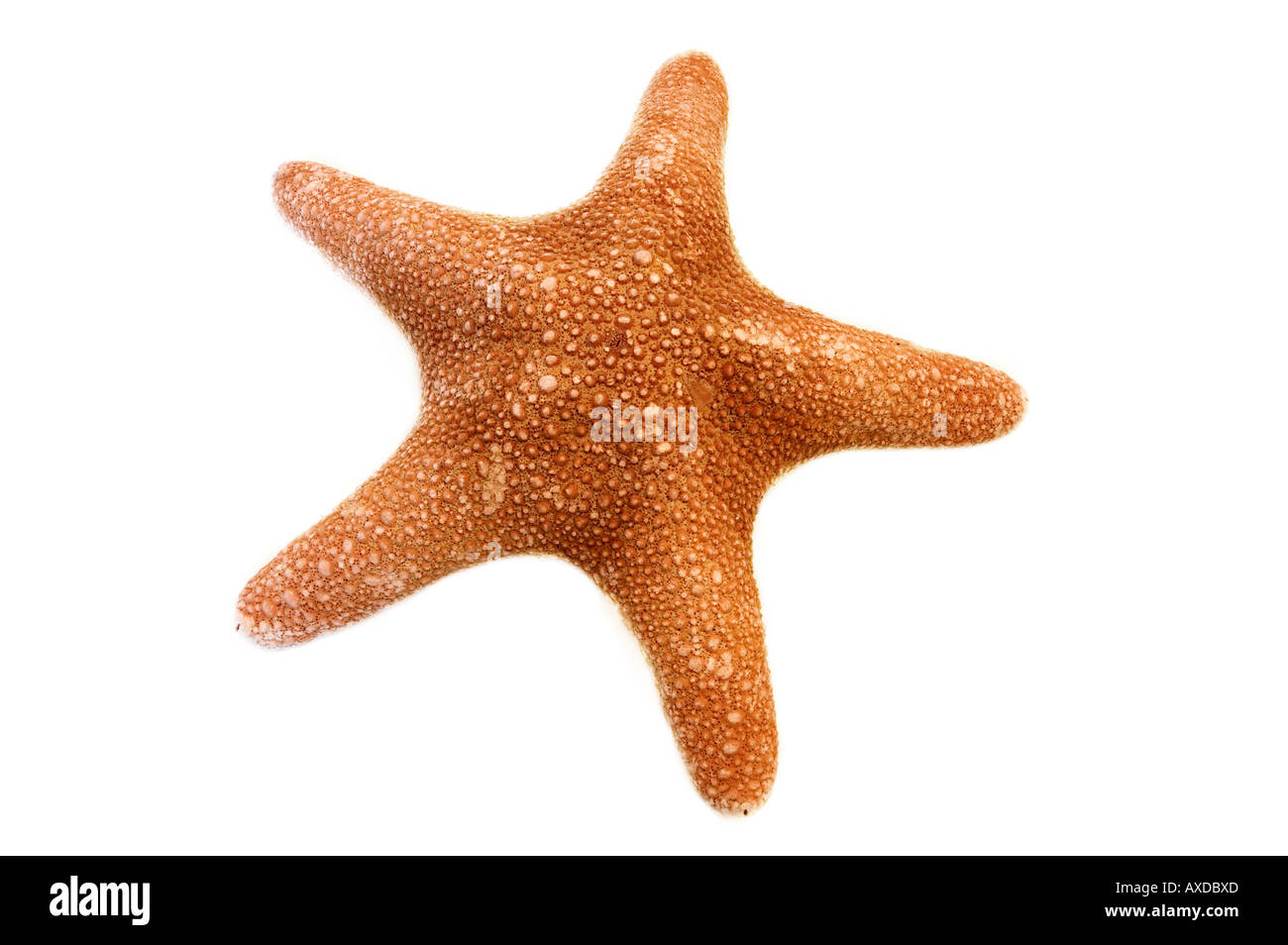 star shell white background Stock Photo - Alamy