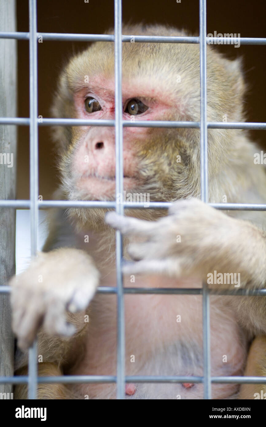Rhesus monkey in cage in captivity hi-res stock photography and images ... Rhesus monkey in cage in captivity hi-res stock photography and images ...
