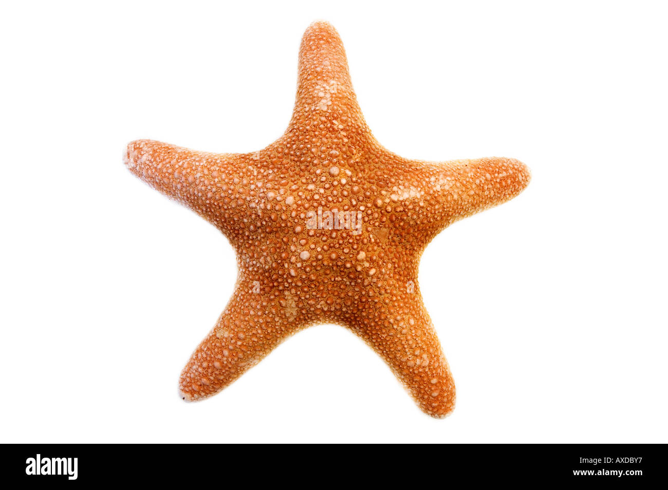 star shell white background Stock Photo - Alamy