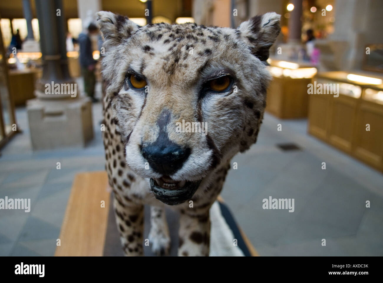Leopard Oxford University Museum of Natural History including the Pitt ...