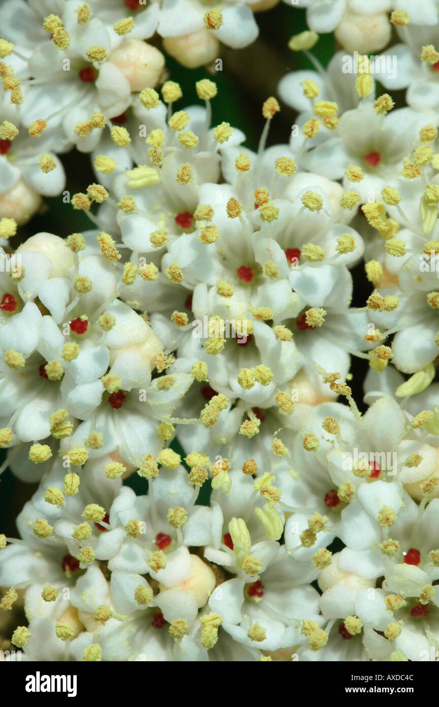 Vibernum flower hi-res stock photography and images - Alamy