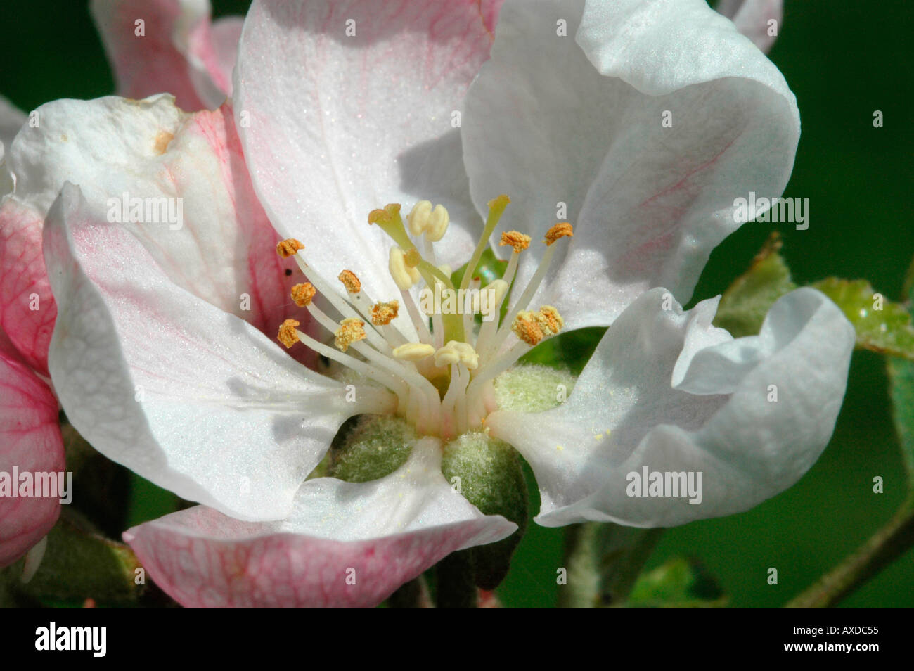 Apple flower parts hi-res stock photography and images - Alamy