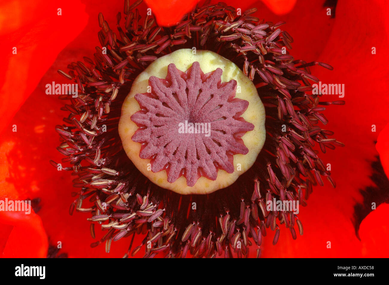 Female parts of flower hi-res stock photography and images - Alamy