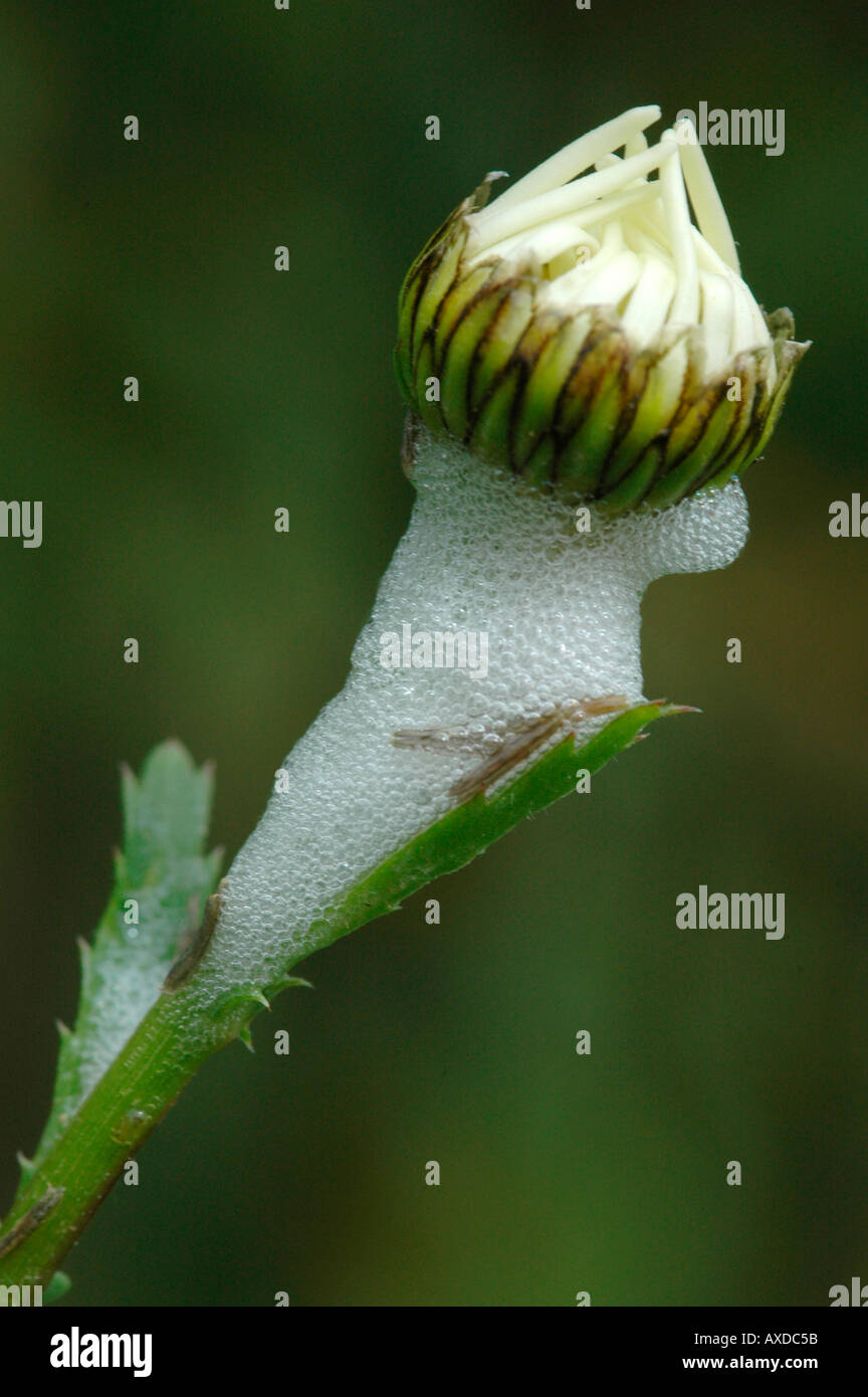 Daisy with cuckoo spit Stock Photo - Alamy