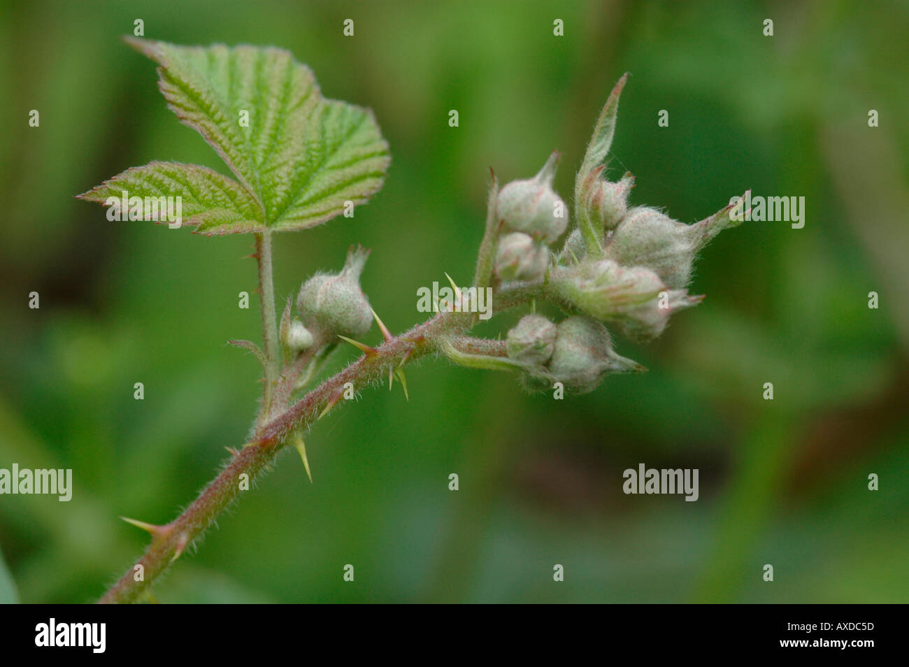 Bramble buds hi-res stock photography and images - Alamy