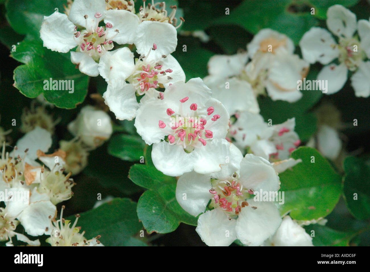 Hawthorne tree and spring flowers hi-res stock photography and images ...
