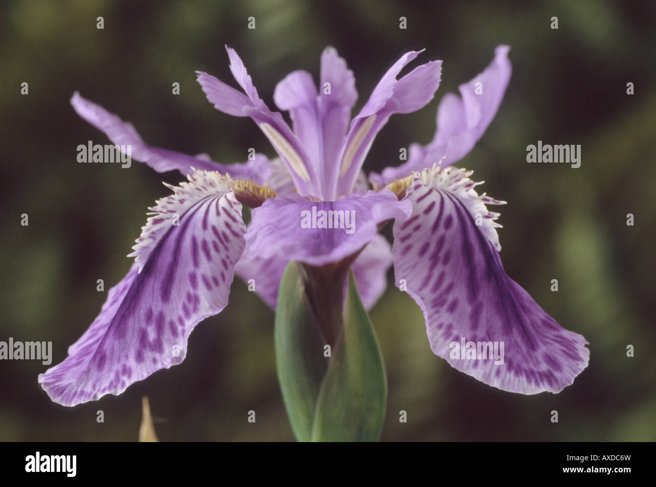 Iris tectorum (Roof iris Stock Photo - Alamy