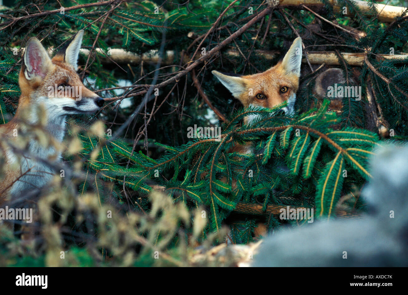 renard roux Rotfuchs Red Fox Vulpes vulpes animal Canidae canine ...
