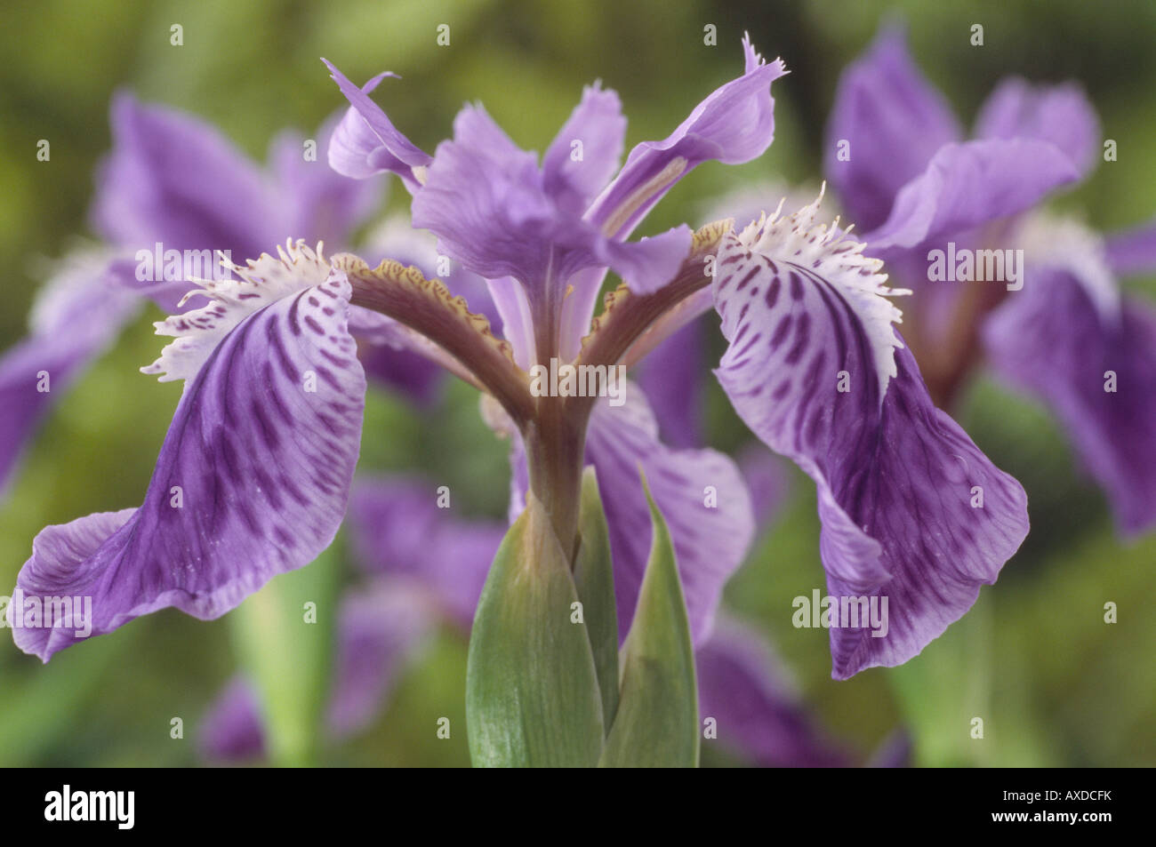 Iris tectorum (Roof iris Stock Photo - Alamy