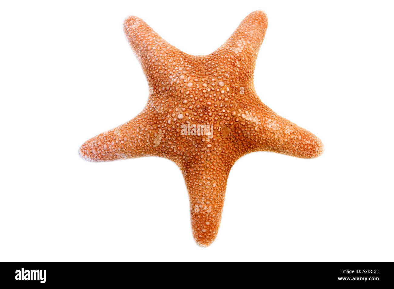 star shell white background Stock Photo - Alamy