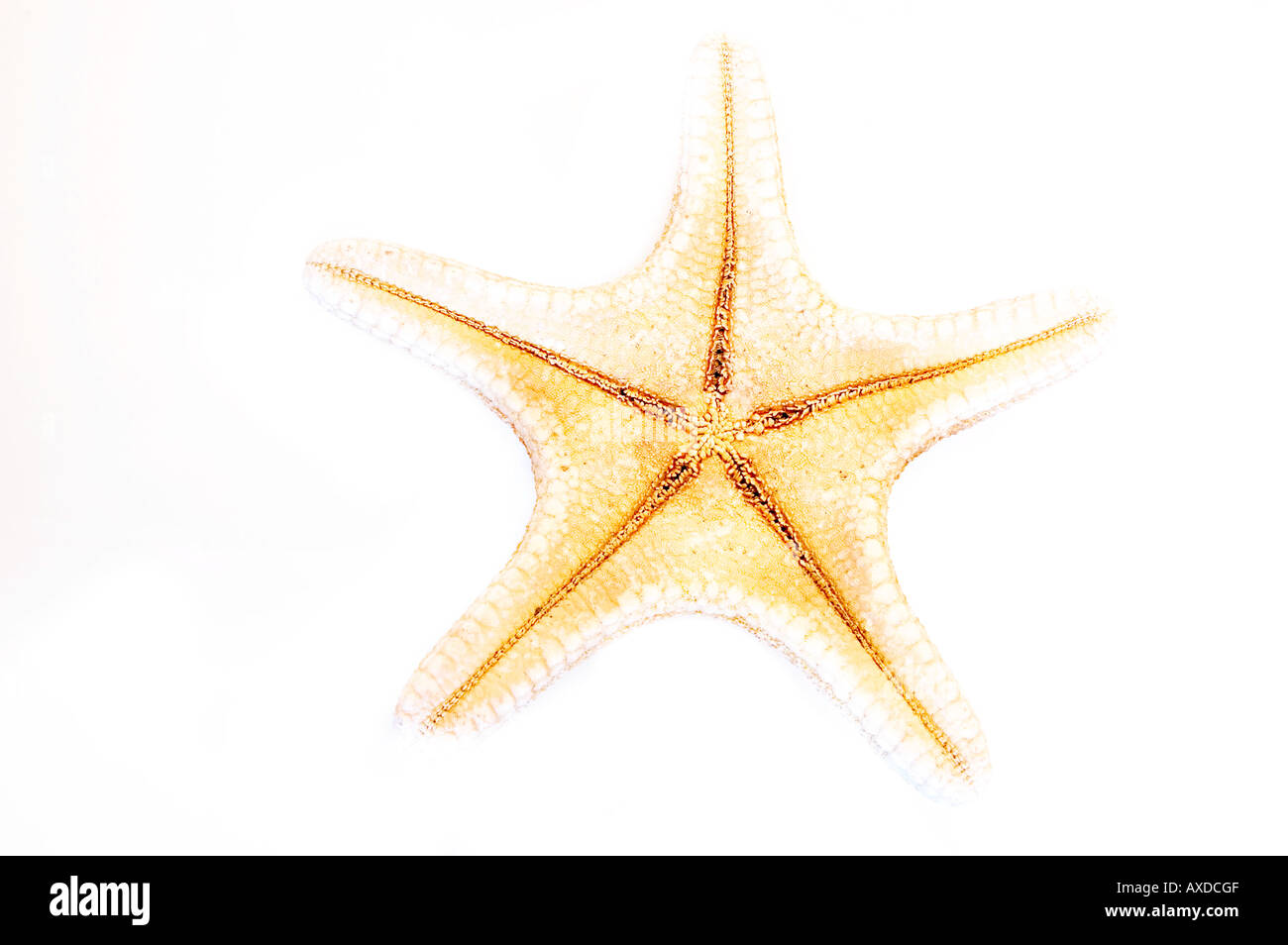 star shell white background Stock Photo - Alamy