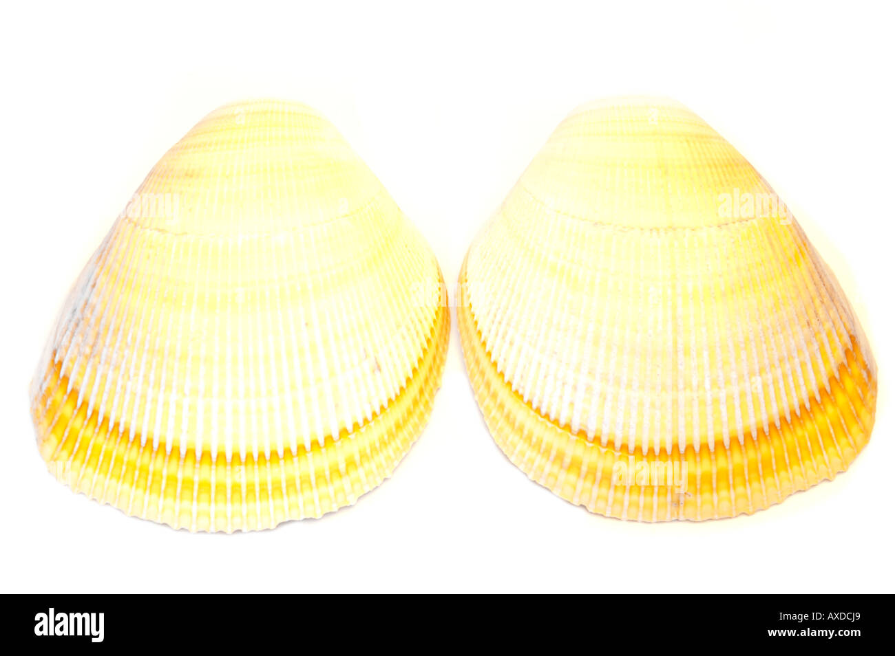 shell white background Stock Photo - Alamy