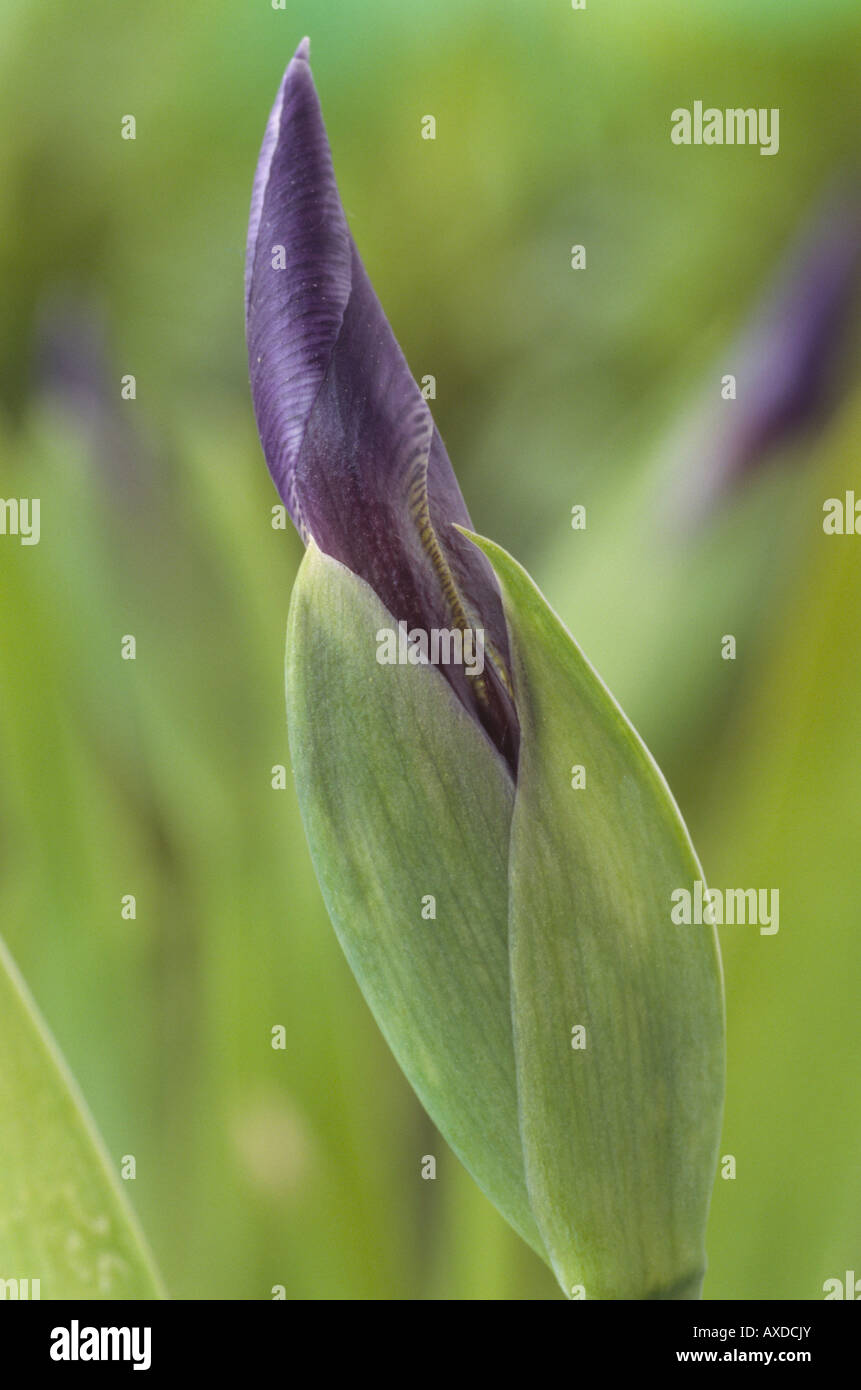 Roof iris hi-res stock photography and images - Alamy
