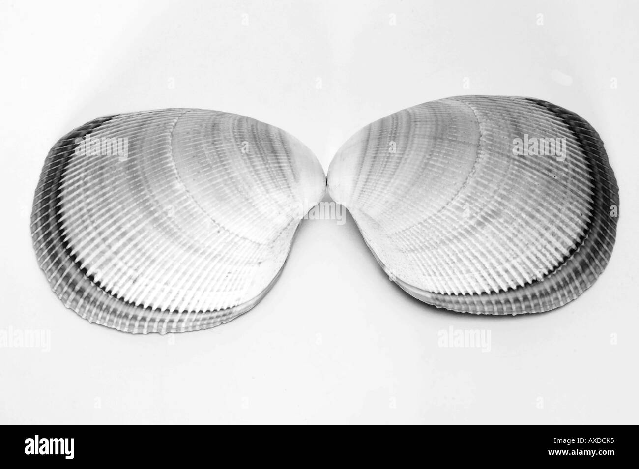 shell white background Stock Photo - Alamy