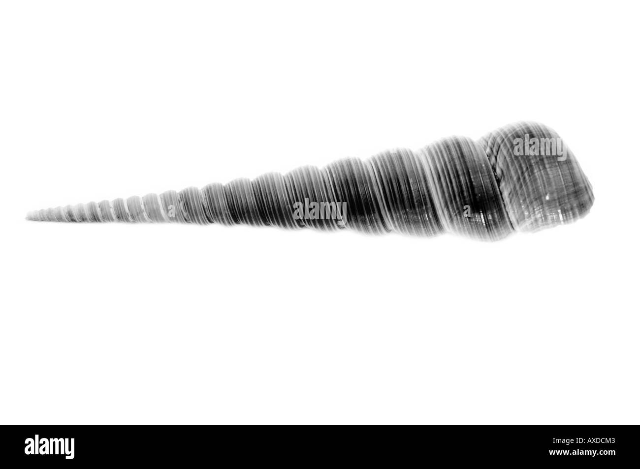 shell white background Stock Photo - Alamy