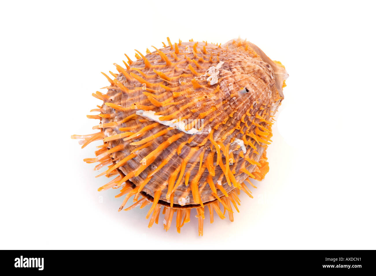 shell white background Stock Photo - Alamy