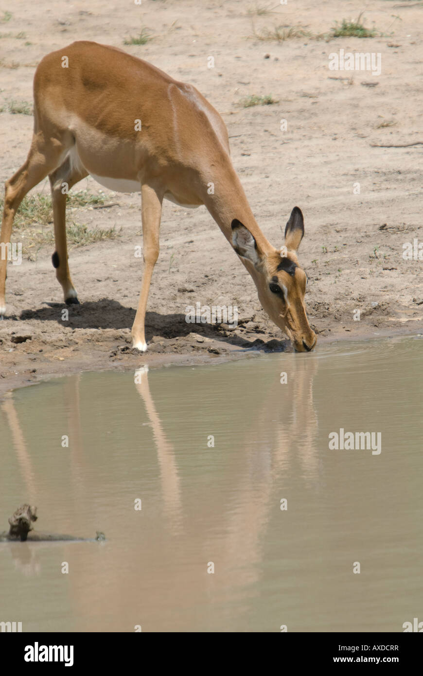 A lone impala ewe stands drinking at a waterhole in the African bush ...