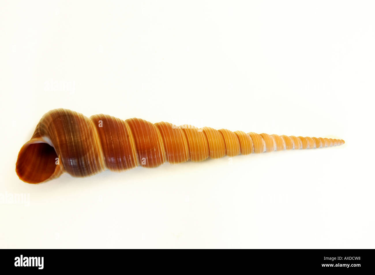 shell white background Stock Photo - Alamy