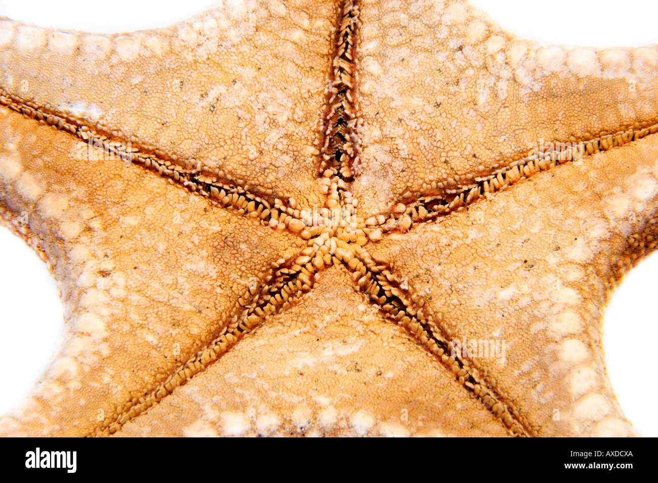 shell white background Stock Photo - Alamy