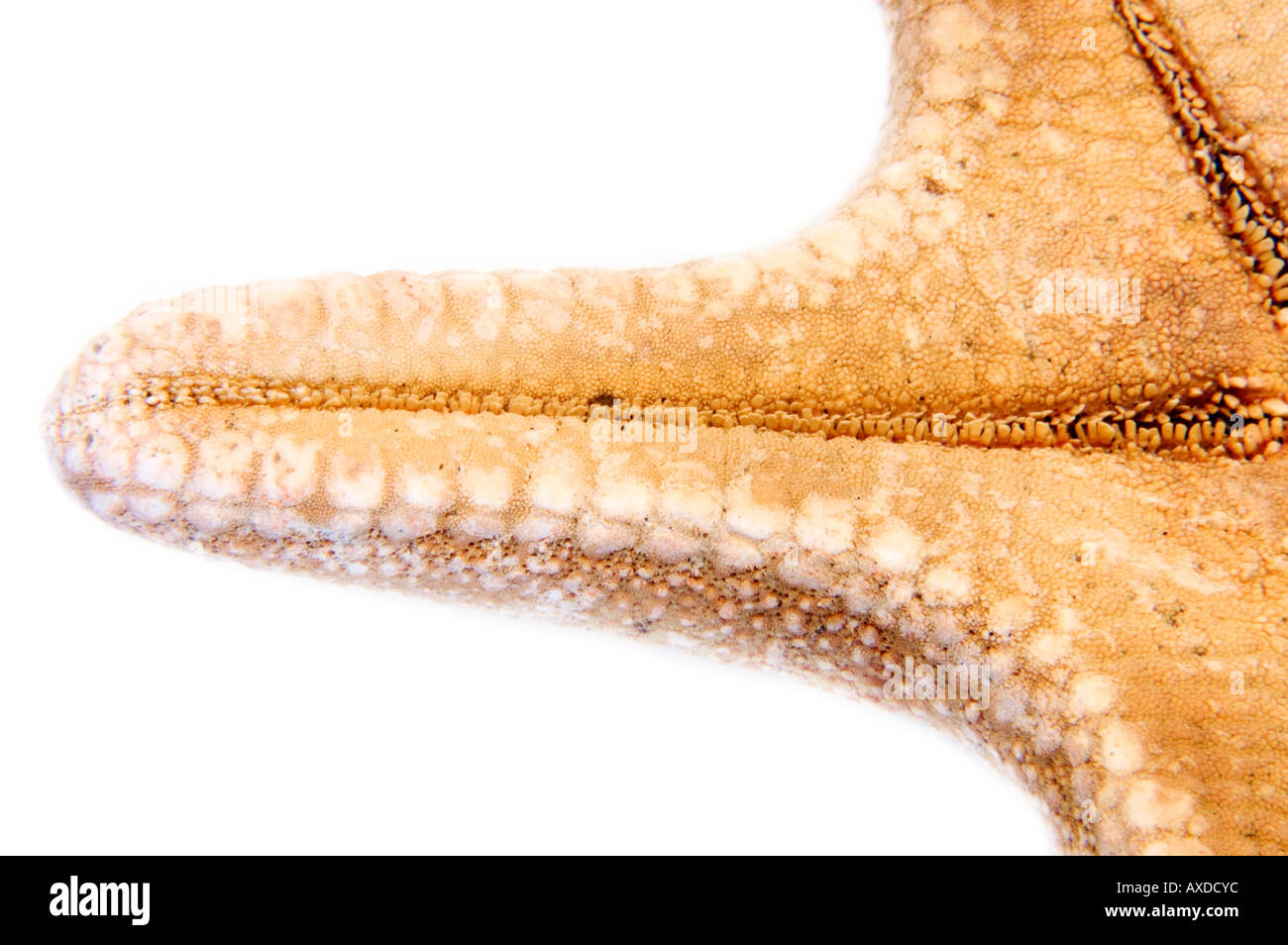 shell white background Stock Photo - Alamy