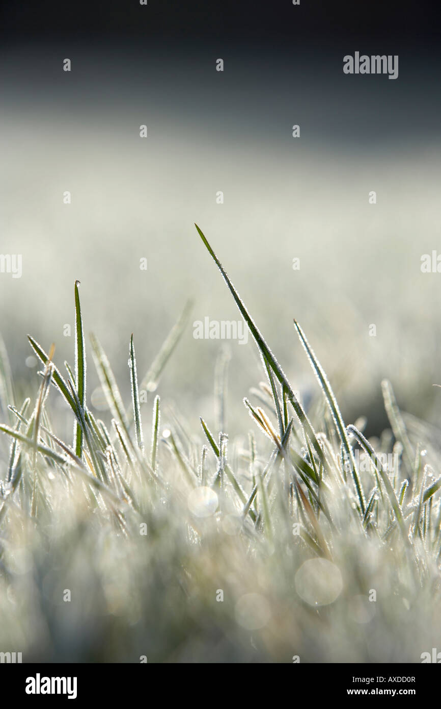 Icy blades of grass hi-res stock photography and images - Alamy