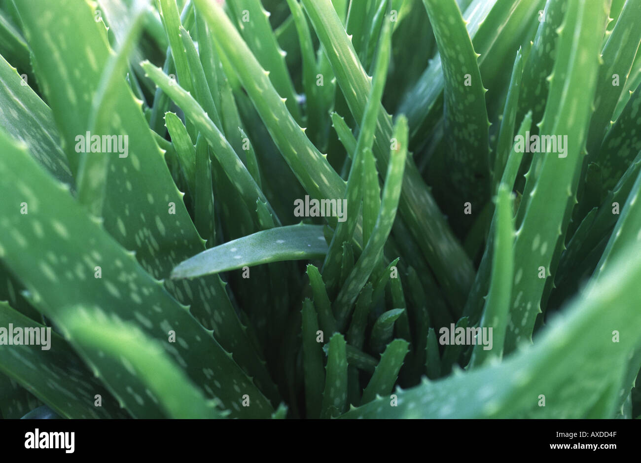 aloe vera close up Stock Photo - Alamy